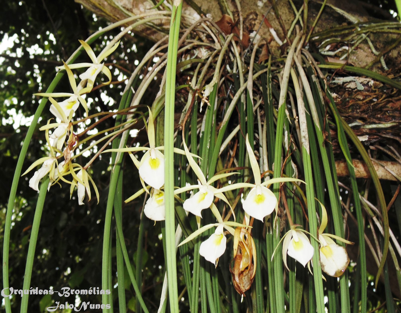 ORQUÍDEAS * BROMÉLIAS: Brassavola tuberculata - flores 2015