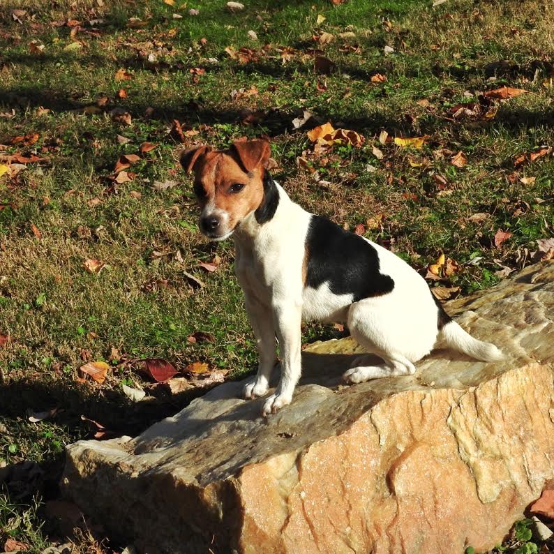 Terrierman's Daily Dose: The Crup Terrier