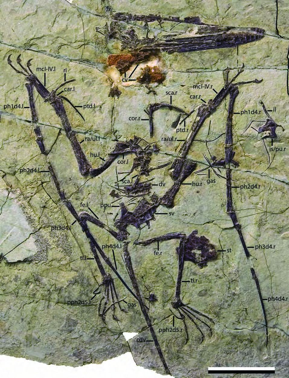 Coelho pré-Cambriano: A asa de Darwin: um pterossauro transicional