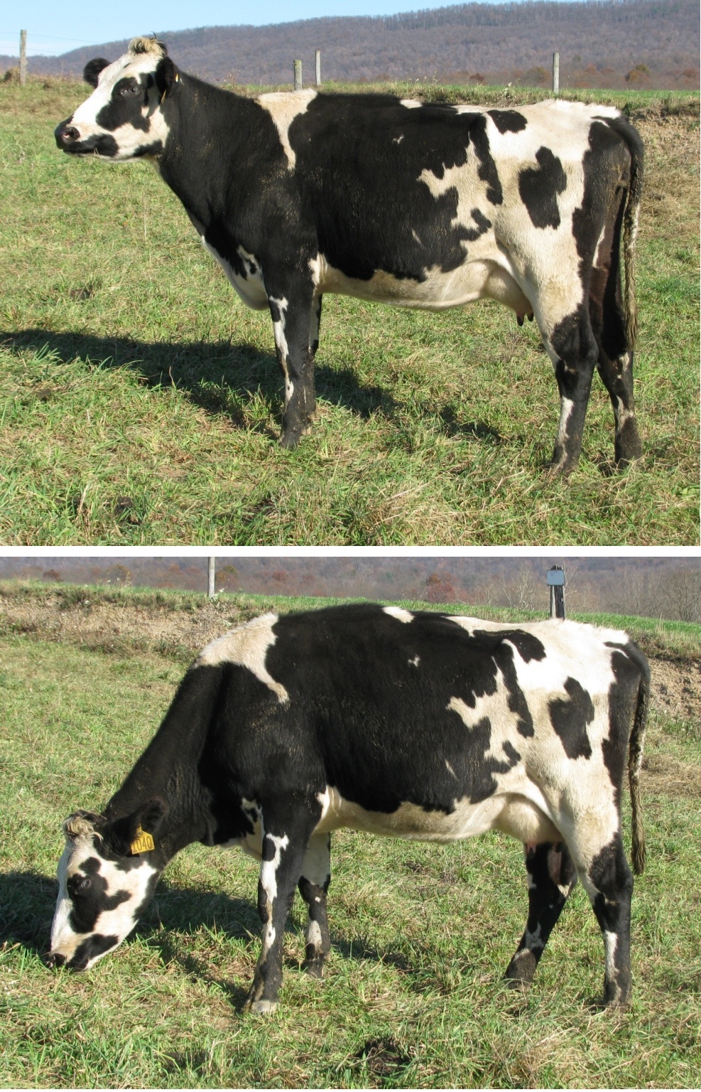 Amazing Grace Dairy: November 2012 Cows for Sale - SOLD (for the most part)