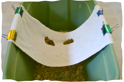 Broken leg please help! | BackYard Chickens - Learn How to Raise Chickens