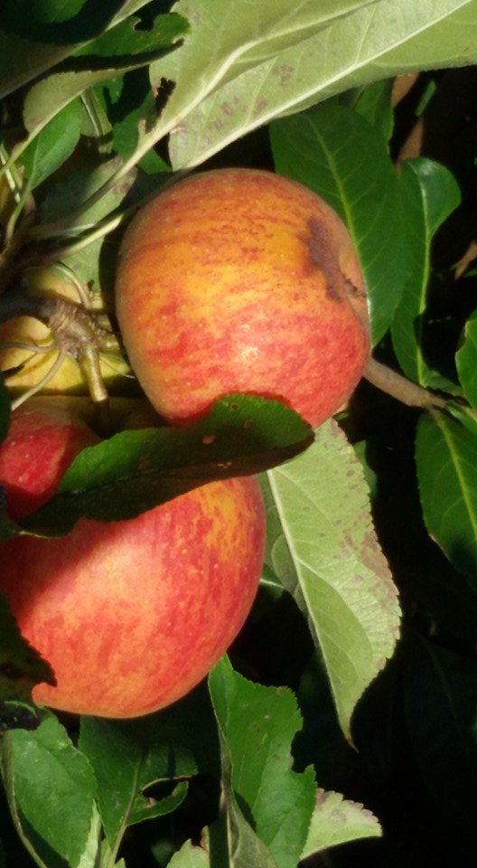 Apple Genetically Modified Unchanged Brown