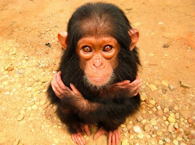 US to adopt strict new limits on chimp research ~ Health Matters Today!