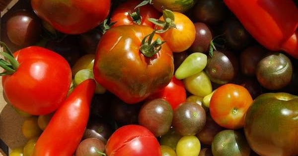 La tomate fruit ou légume : les bienfaits de la tomate