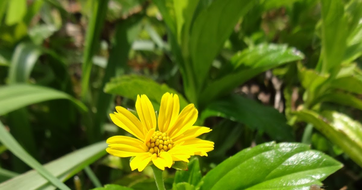 Herbs from Distant Lands: Wedelia - Wedelia chinensis - trilobata ...