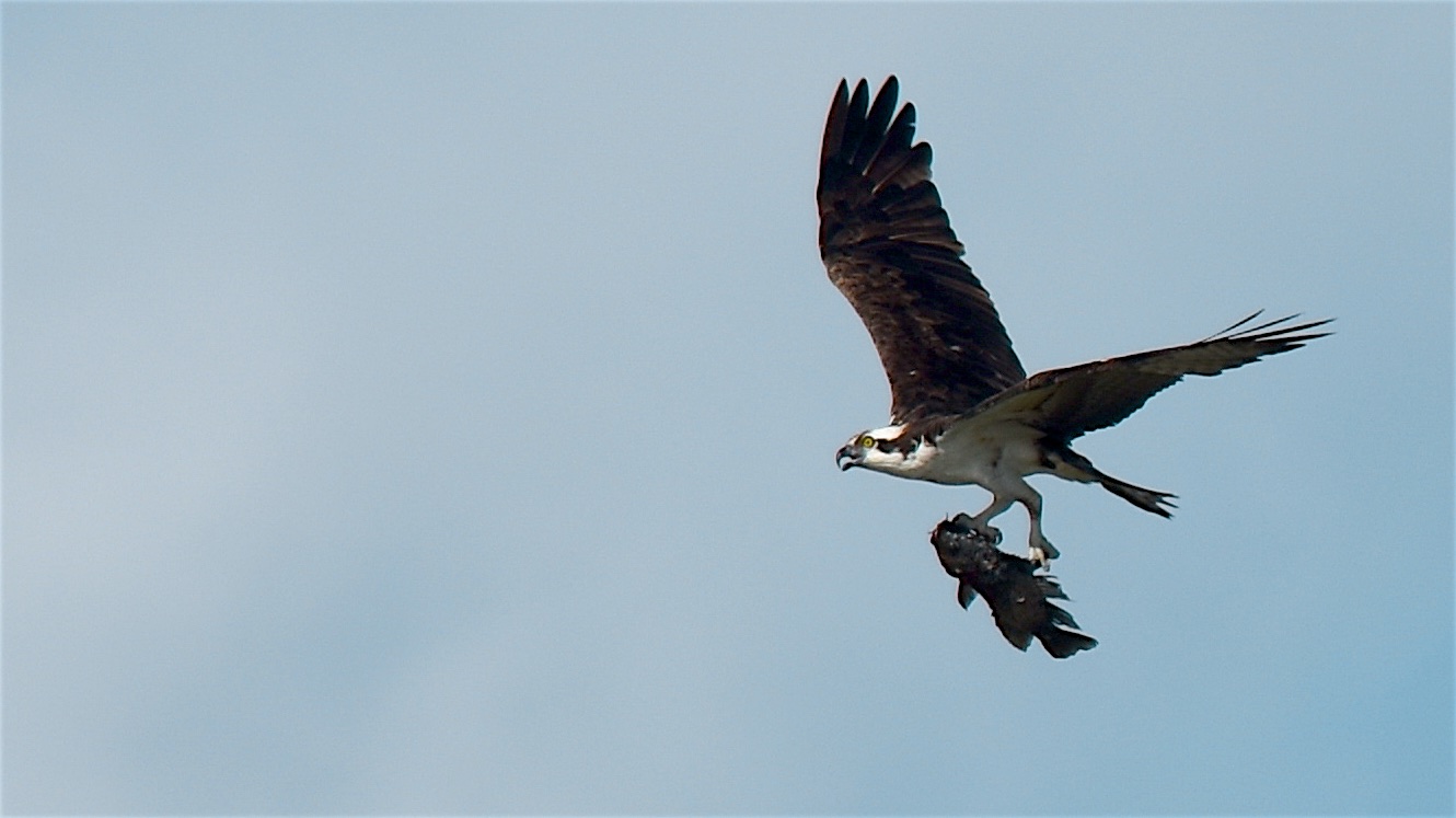 Osprey Photos