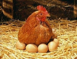 OVÍPAROS ~ ANIMALES