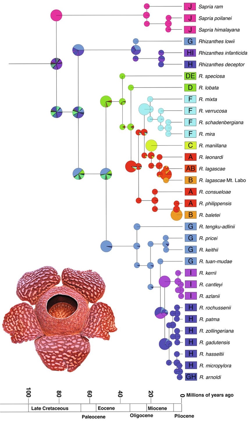Species New to Science: [Botany • 2019] A Phylogenetic and ...