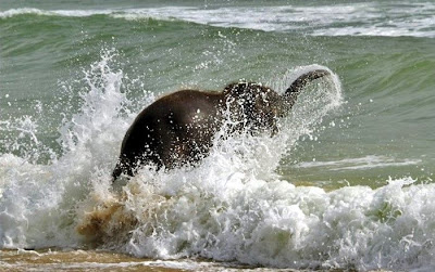 naturalacts: Elephant Playing in the Waves