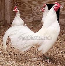 ABOUT ANIMALS AND BIRDS : AMERICAN GAME BANTAM HEN