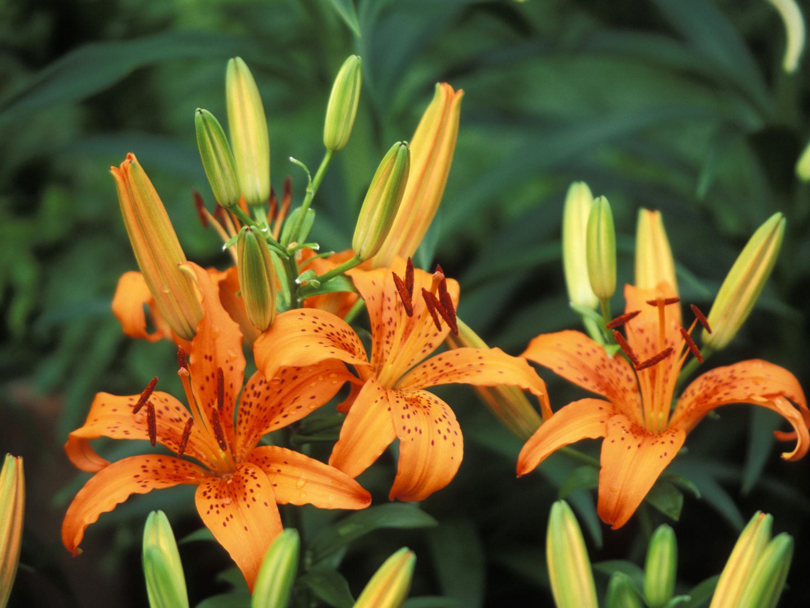 Lilly Flower Types HD Wallpaper 1600x1200 free download images