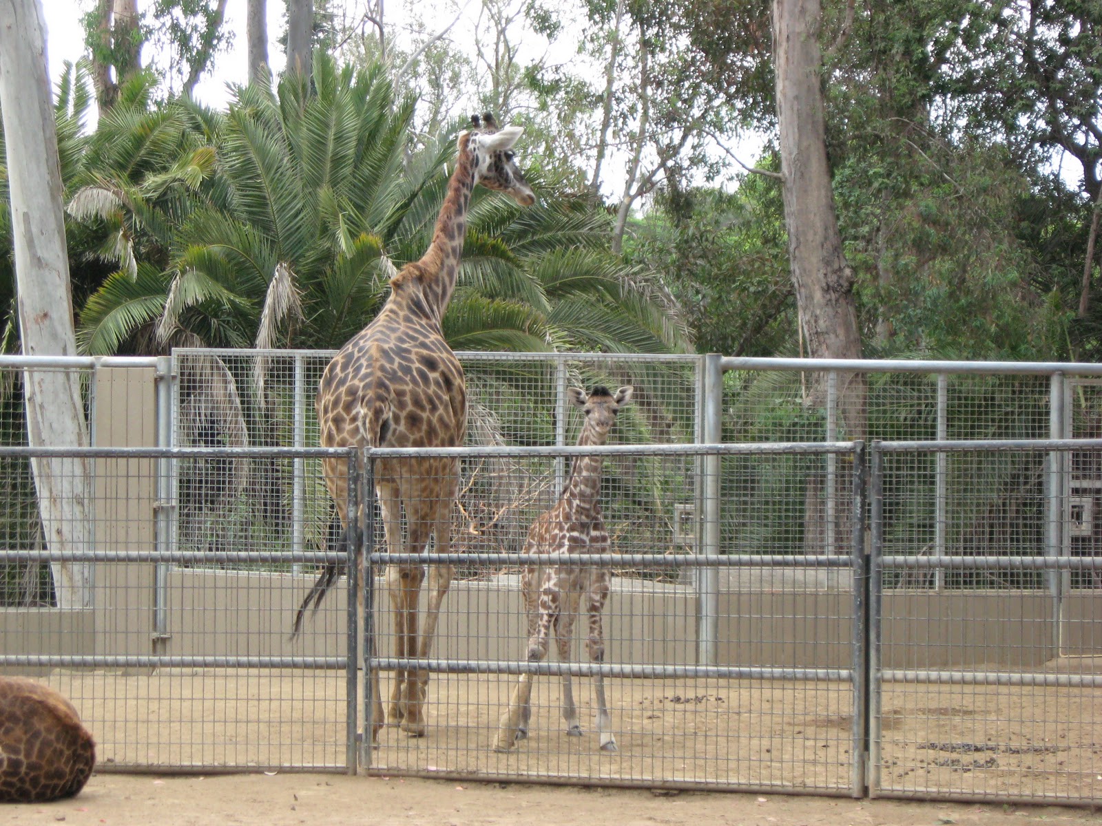 The Listander Boys: Picture Update and Zoo Trip