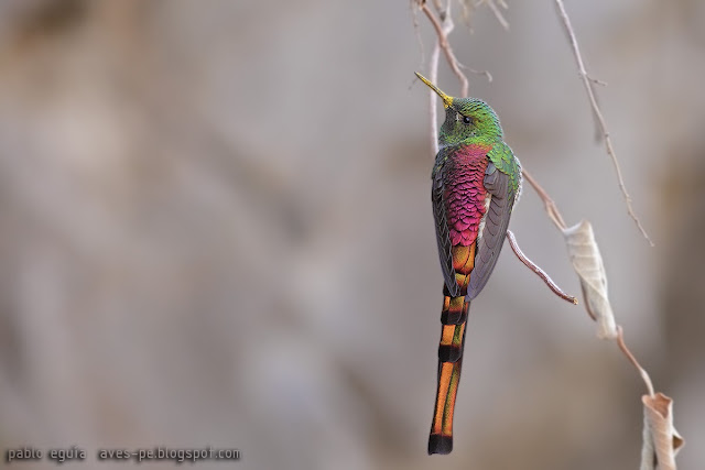 mis fotos de aves: Sappho sparganurus Picaflor Cometa Red-tailed Comet