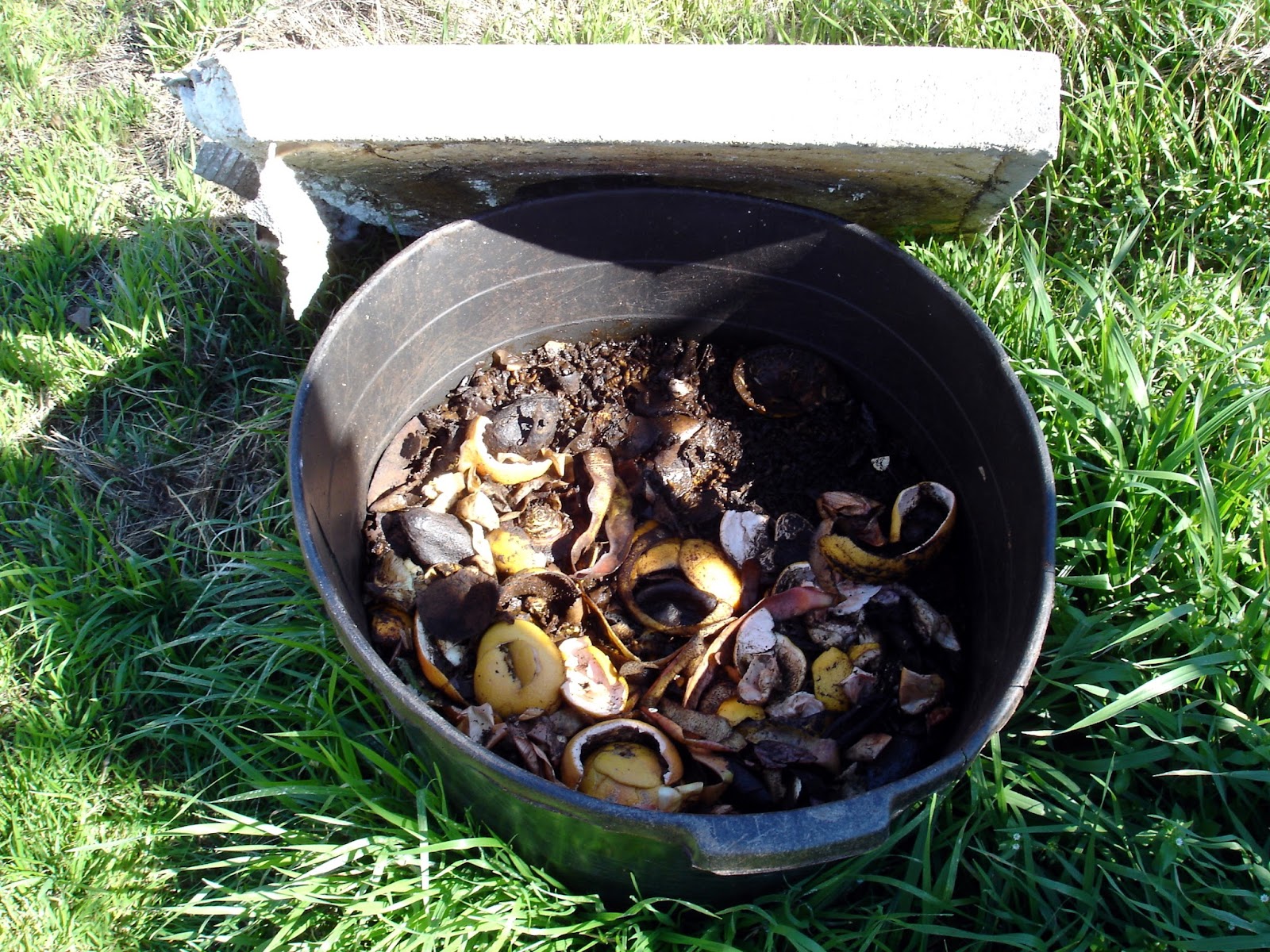 The Don and Lisa Show: Project 365 #48 Bugs Eat My Garbage