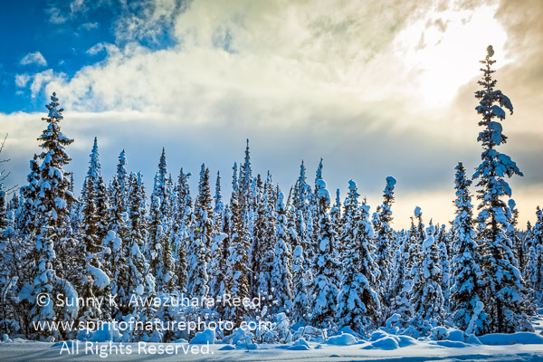 Sunny in Wilderness: Young Moose, Matanuska-Susitna Valley, Alaska
