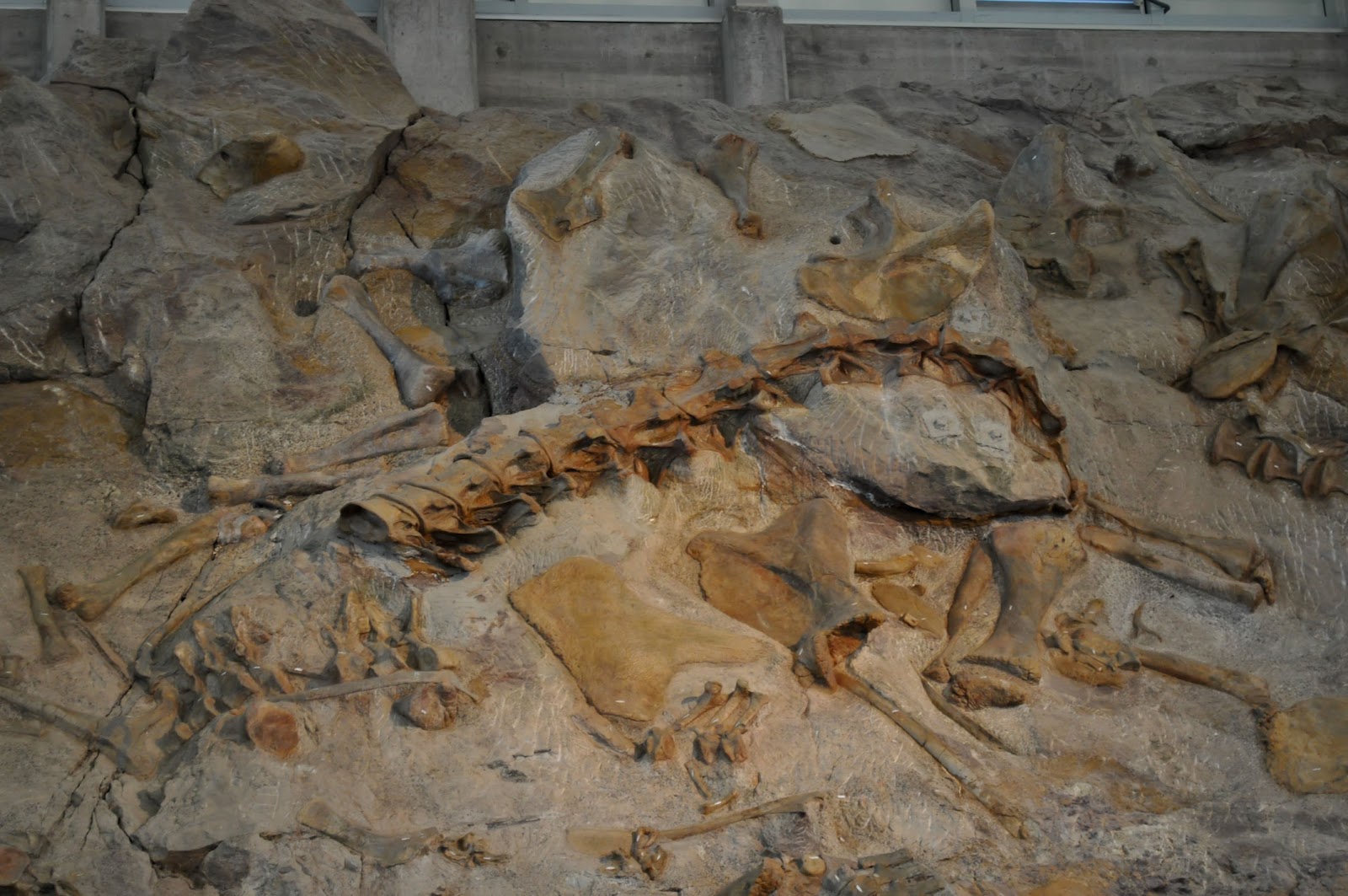 Unconformable Contact: Dinosaurs