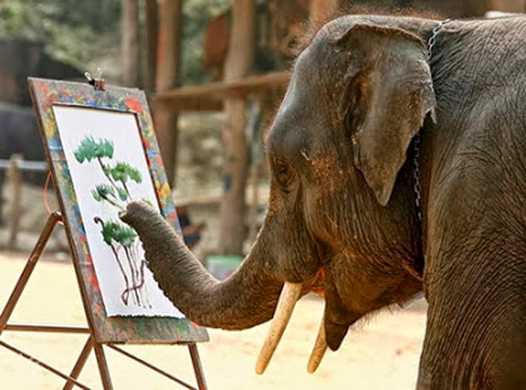 Los 10 animales mas inteligentes del mundo - Akío Magazine