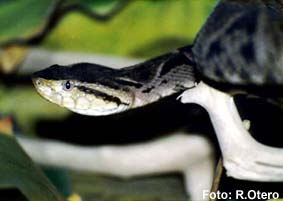 Reptiles y demás animales: Víbora de lanza (Bothrops lanceolatus)