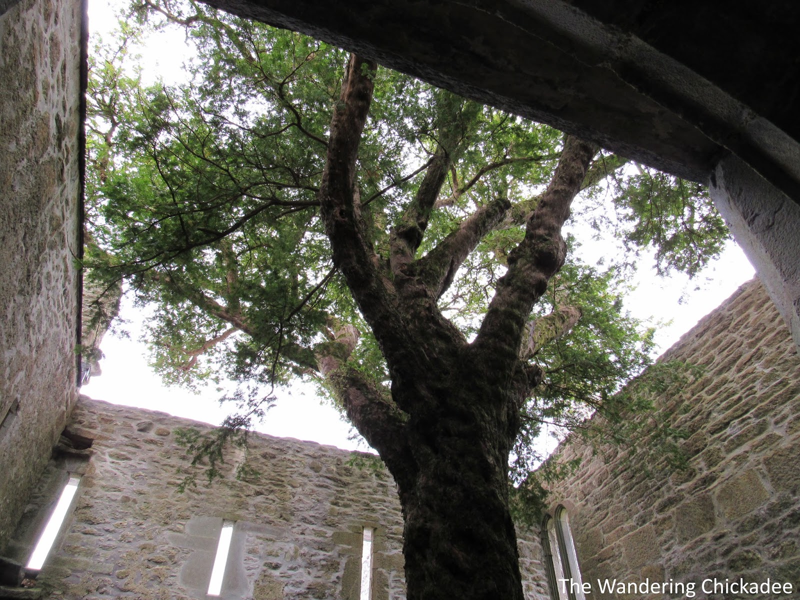 The Wandering Chickadee: The Muckross Abbey Tree in Killarney, Ireland