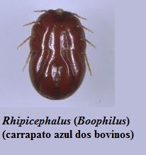 Carrapatos Boi - JJS PAISAGISMO & AGROPECUARIA