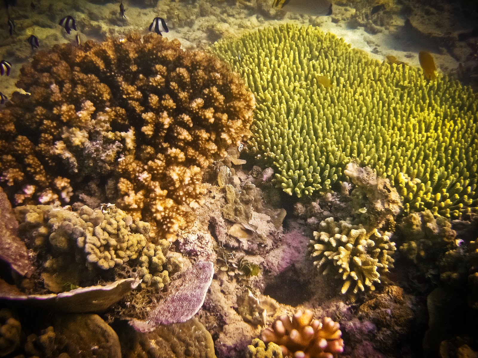 Blok888: Top 10 Most Beautiful Diving Spot in Indonesia 9 - Derawan