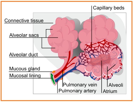 BIOLOGI GONZAGA: DESKRIPSI SALURAN PERNAFASAN