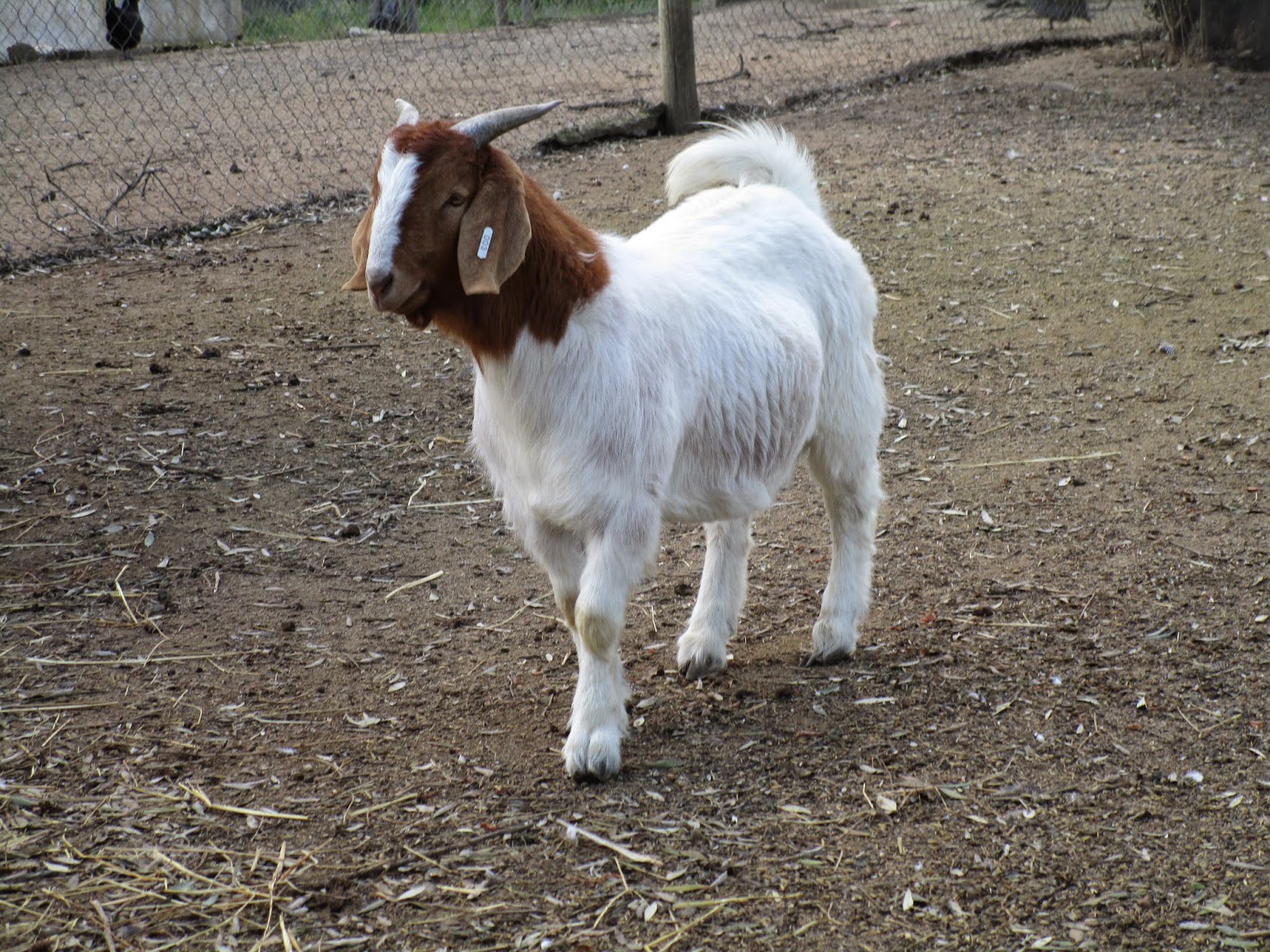 Boer Goats Portugal
