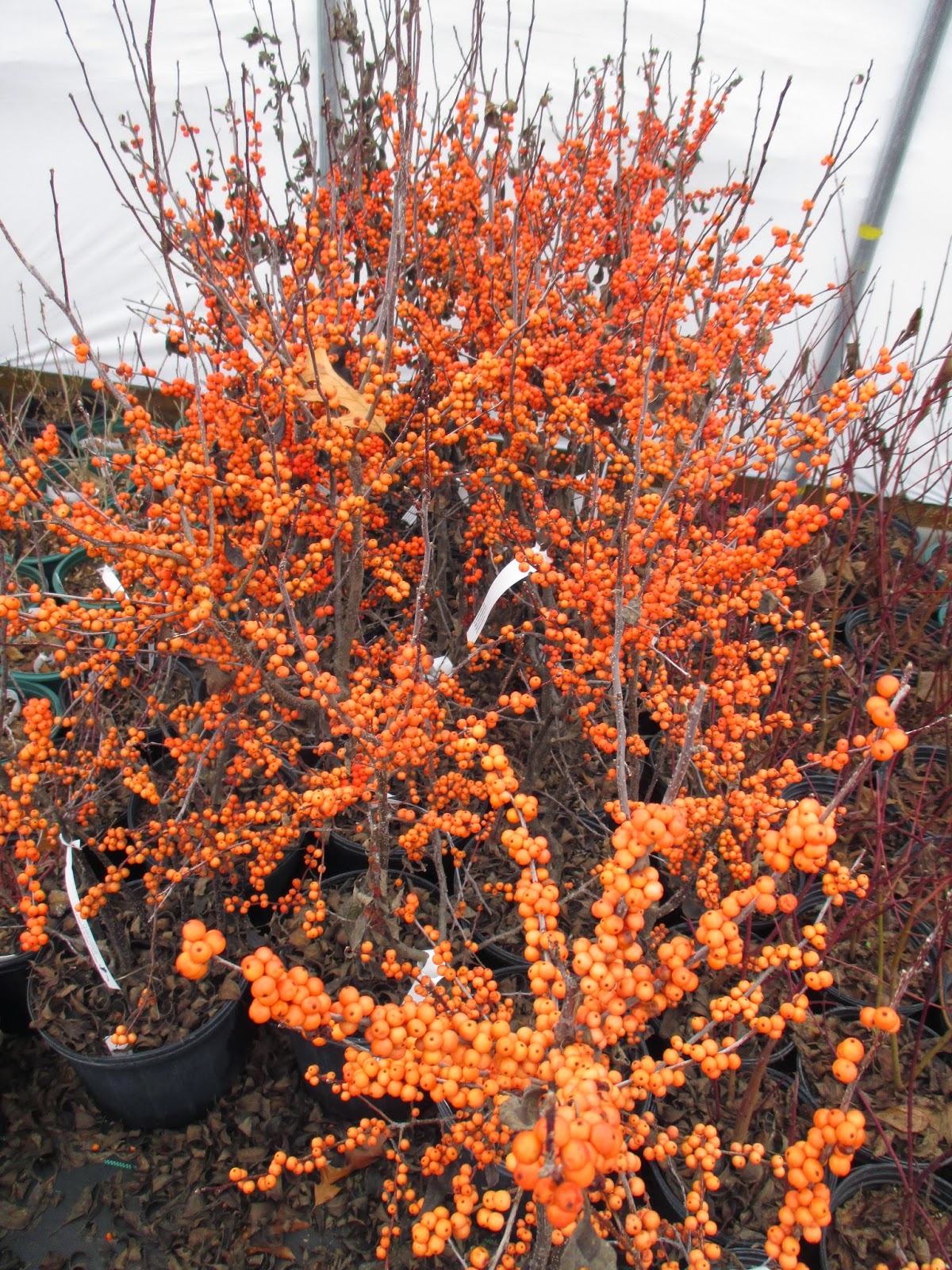 Epic Two Days | Rotary Botanical Gardens