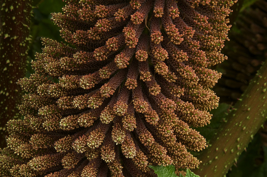 HOW TO PROPAGATE GUNNERA MANICATA |The Garden of Eaden