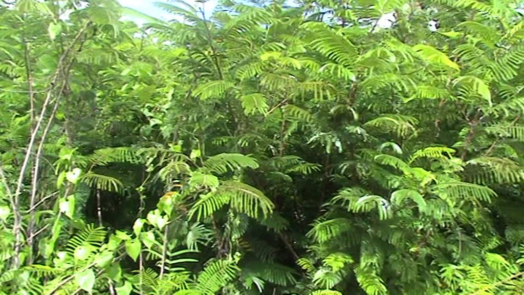 Peluang Perjuangan Budidaya Pete/ Petai Yang Jarang Diketahui - Usahamu ...