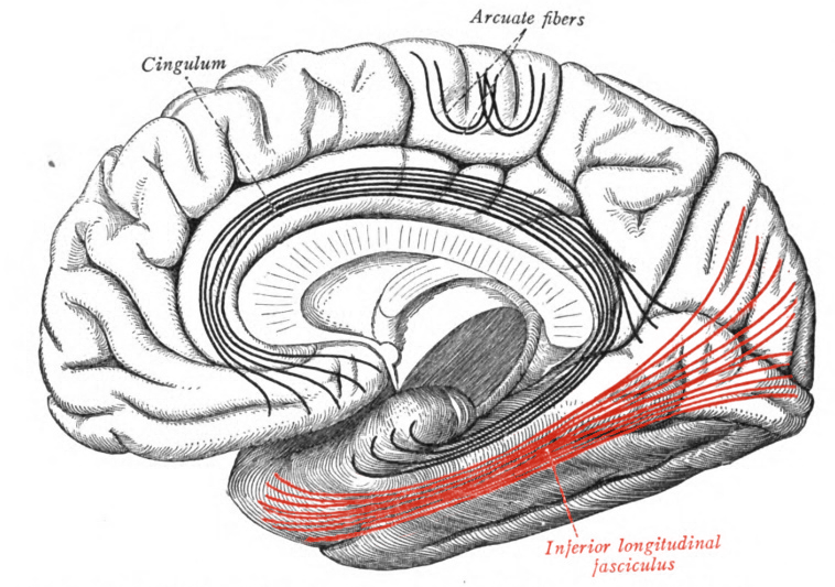 100 milliards de neurones: mars 2016
