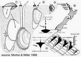 New World Food: Toheroa Clam Soup (From New Zealand)