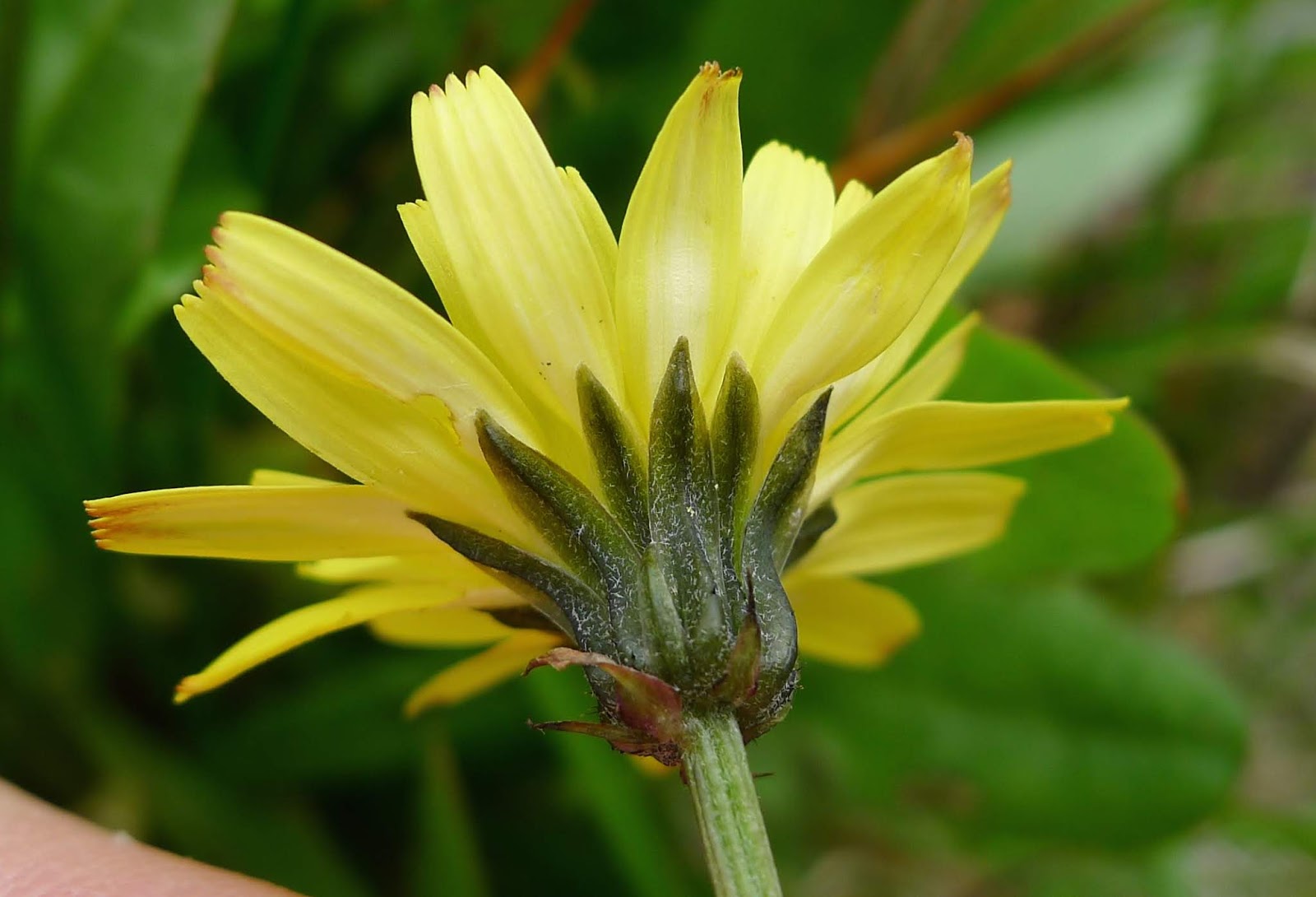 Violets and others: Hawksbeards ( Crepis capillaris, Crepis vesicaria ...