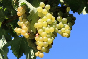 Los Torrontés de Argentina ~ Enología