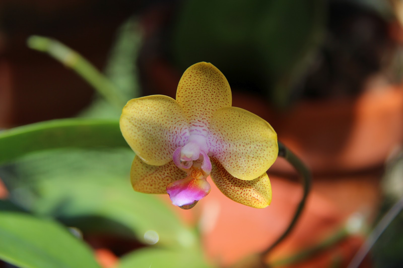 The Diary of The Botanic Gardens at Kona Kai: Octopus Orchid And The ...