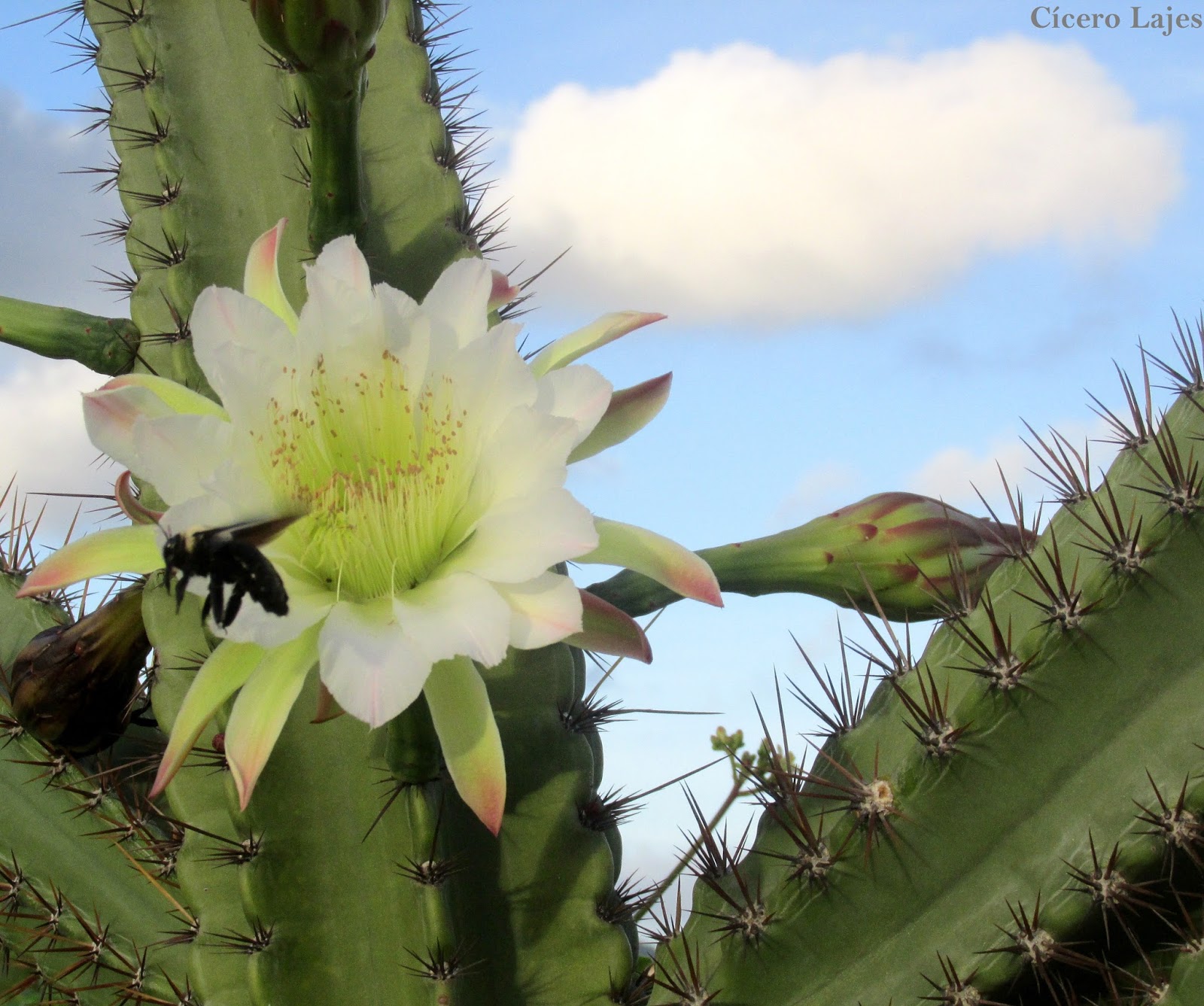Cícero Lajes: PRESENTE DA NATUREZA: FLOR DO MANDACARU / CARDEIRO