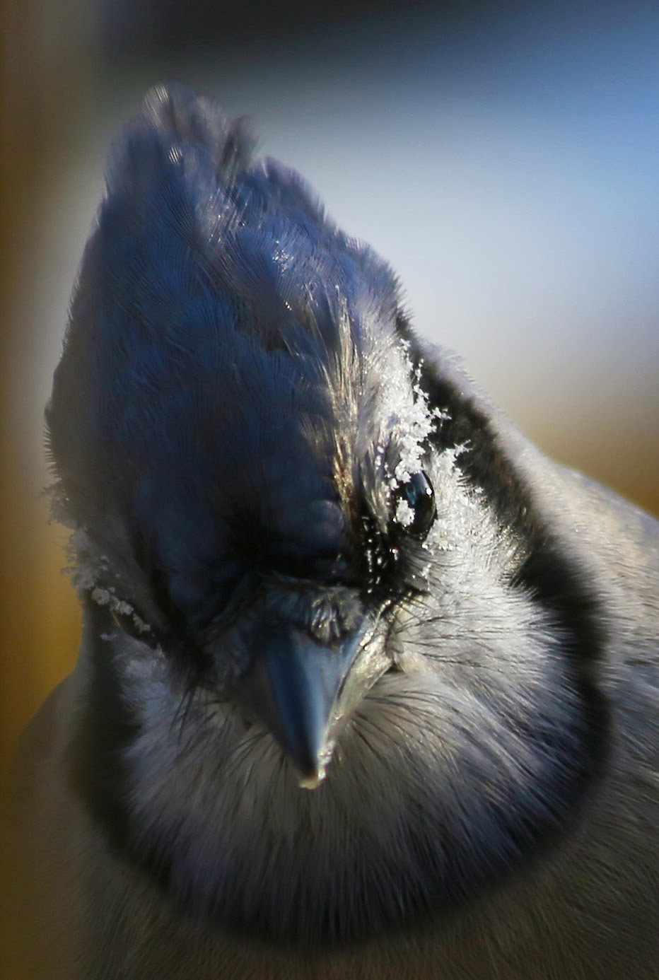 All of Nature: Cardinals and Blue Jays Have Frosty Eyes at 22 Degrees ...