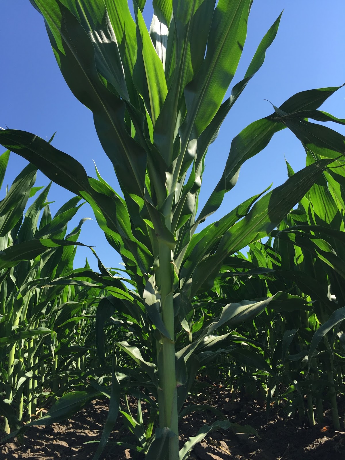 Nebraska Corn Kernels: Corn Silking Above Average