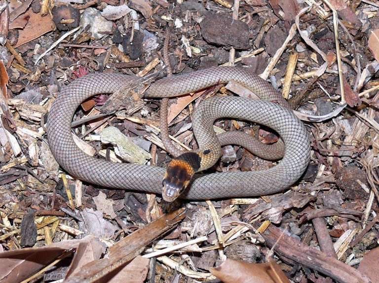 Reptiles and amphibians of South East Queensland: September 2014
