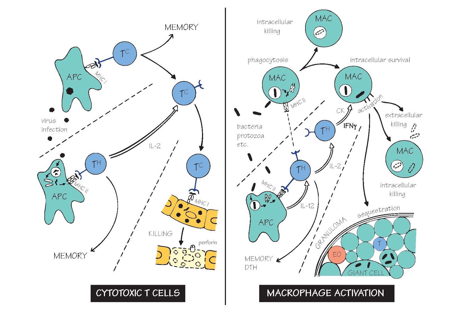 Cell Mediated Immune Responses - pediagenosis