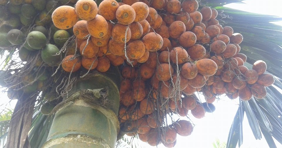 RAHASIA SUSKSES BUDIDAYA GAHARU: Kreteria Bibit Pinang Unggul, Pinang ...