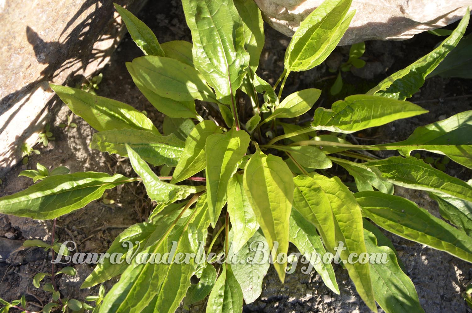 Laura Vanderbeek: Close up look at the plants in my garden