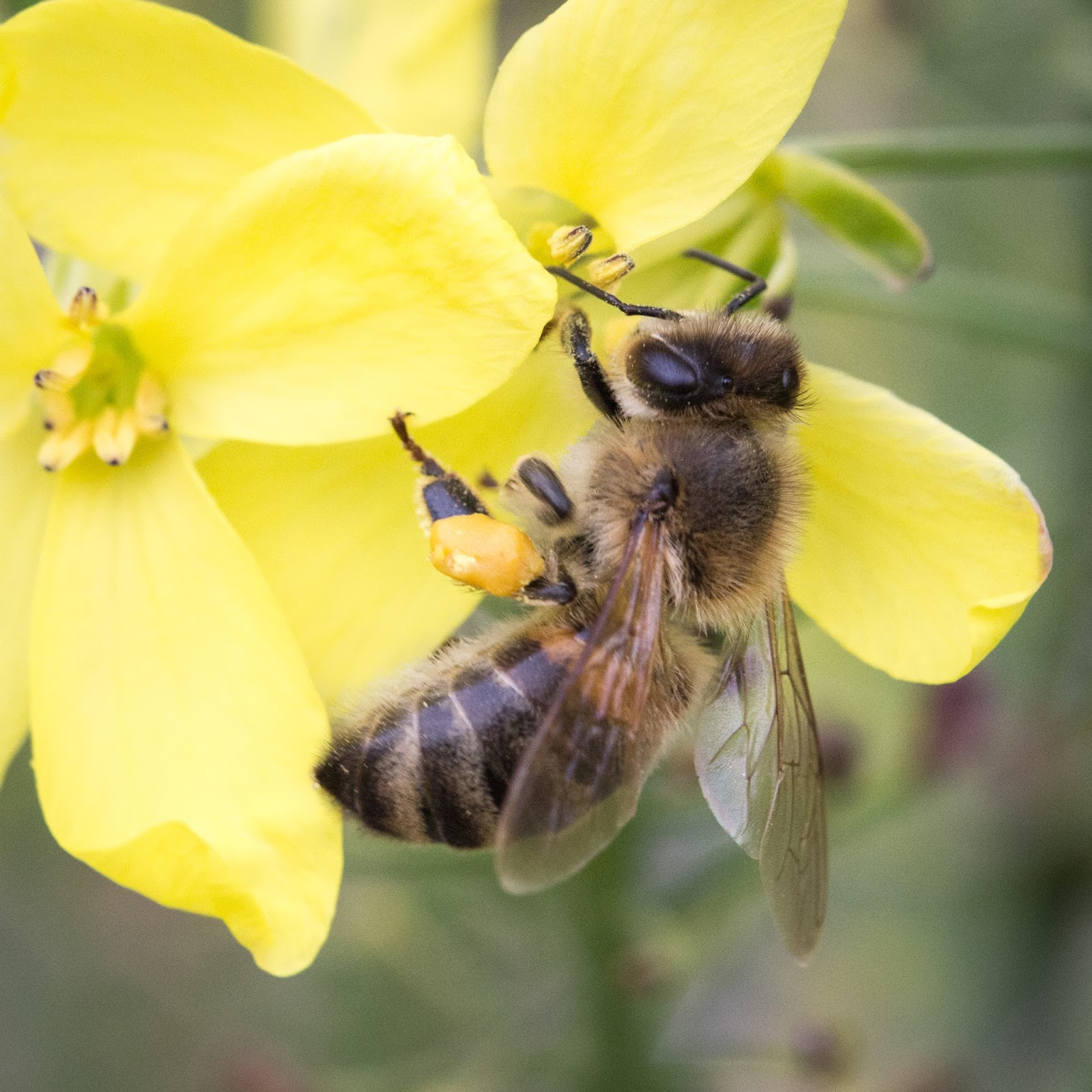 TrogTrogBee: Broccoli