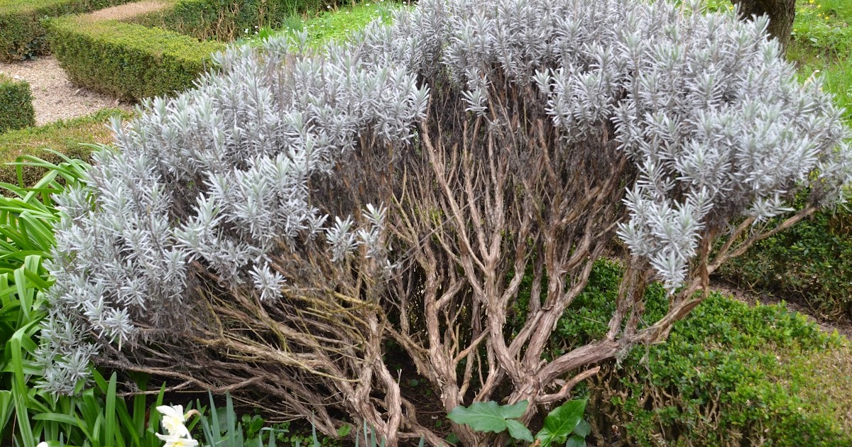 WHY HAS MY LAVENDER TURNED WOODY? |The Garden of Eaden