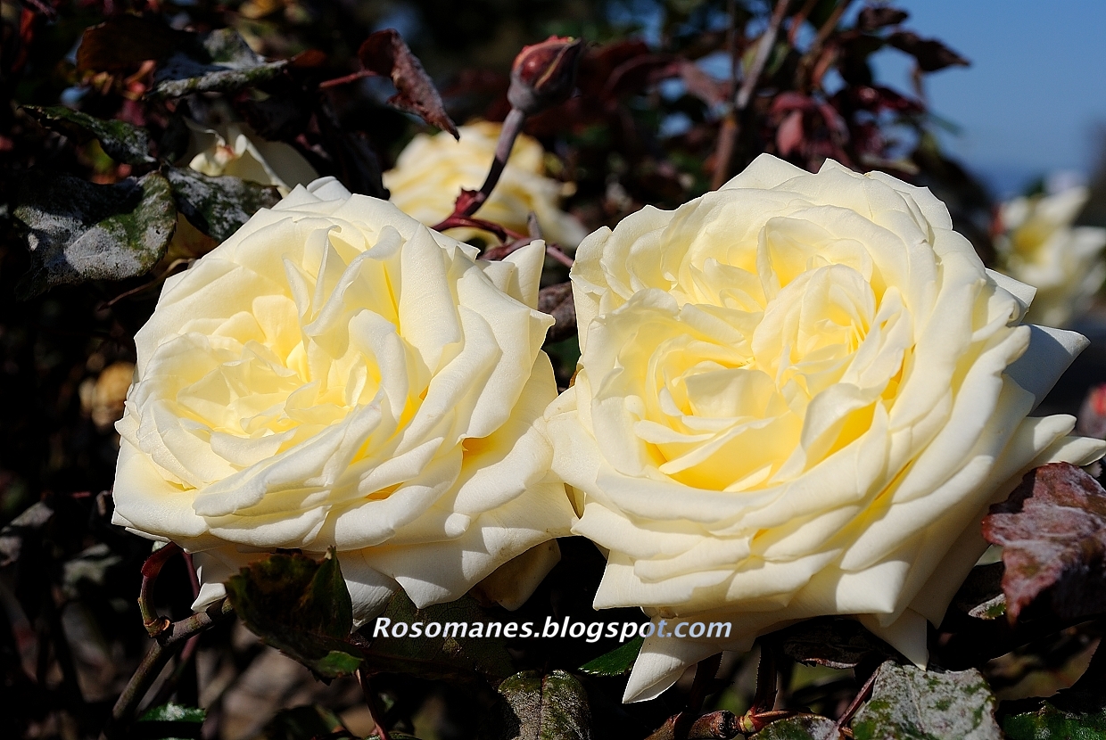 A Rose is a Rose...: What's In a Name: A Tea or Not A Tea