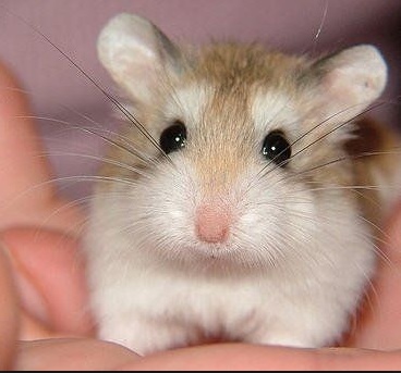 Dwarf Hamster: Robo Dwarf Hamsters Info - Facts, Training and How To Care