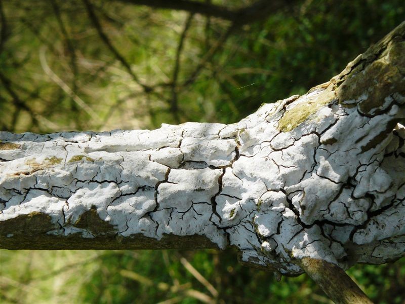 HONGOS DE AMERICA Y OTROS CONTINENTES: FAMILIA: Corticiaceae. GENERO ...