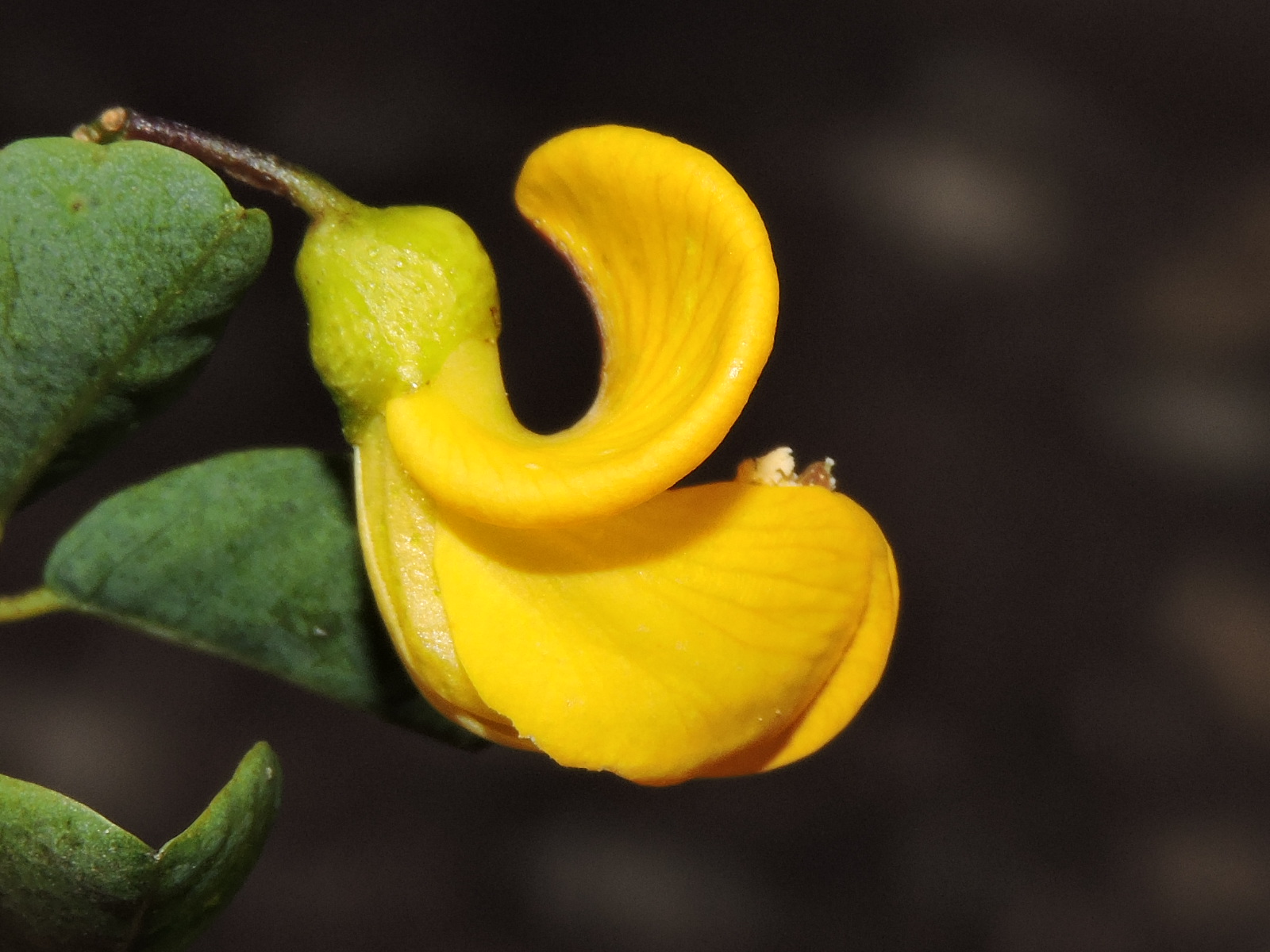 Fabaceae - Leguminosae no Brasil: Fabaceae - Poiretia bahiana C. Müll.