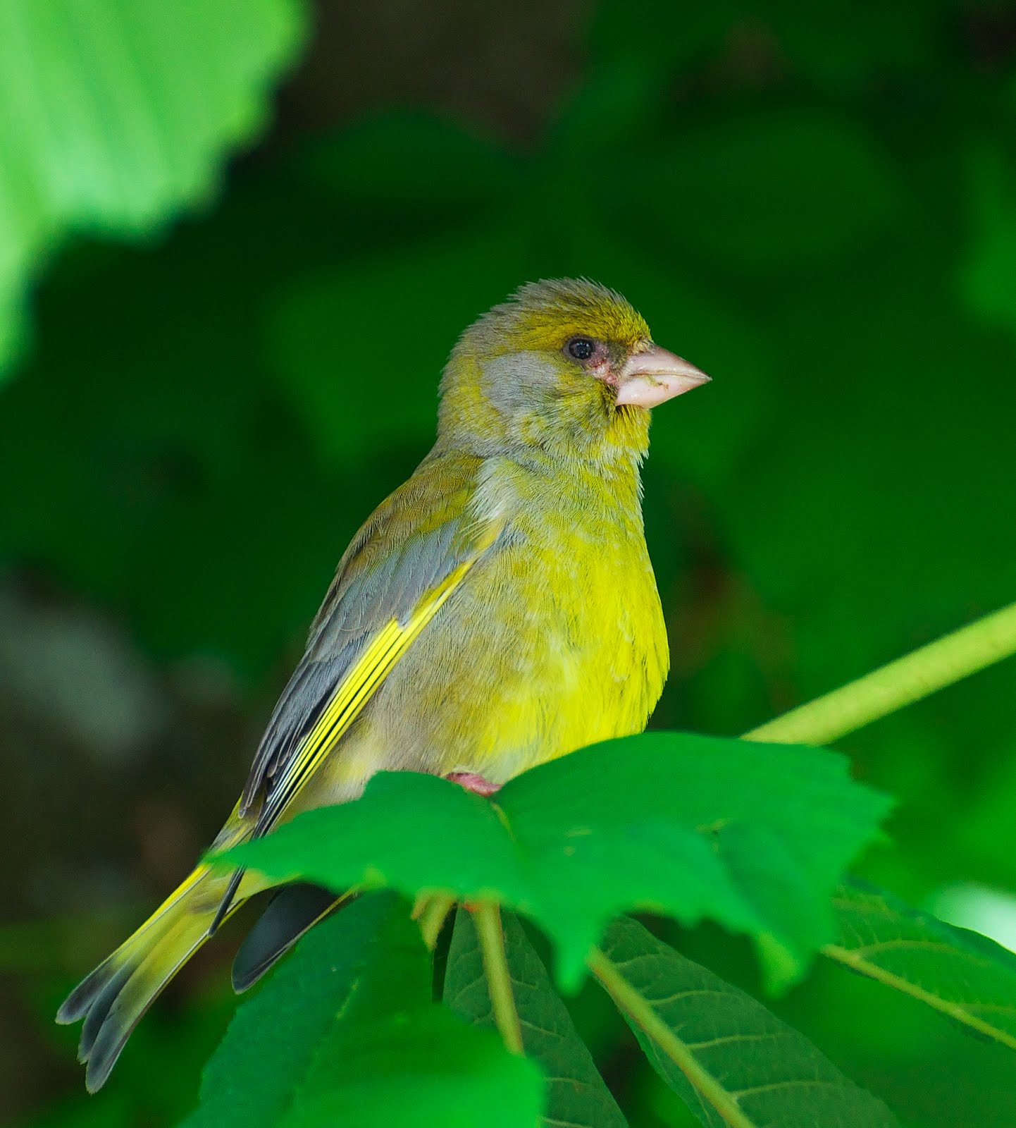 NW Bird Blog: European Greenfinch