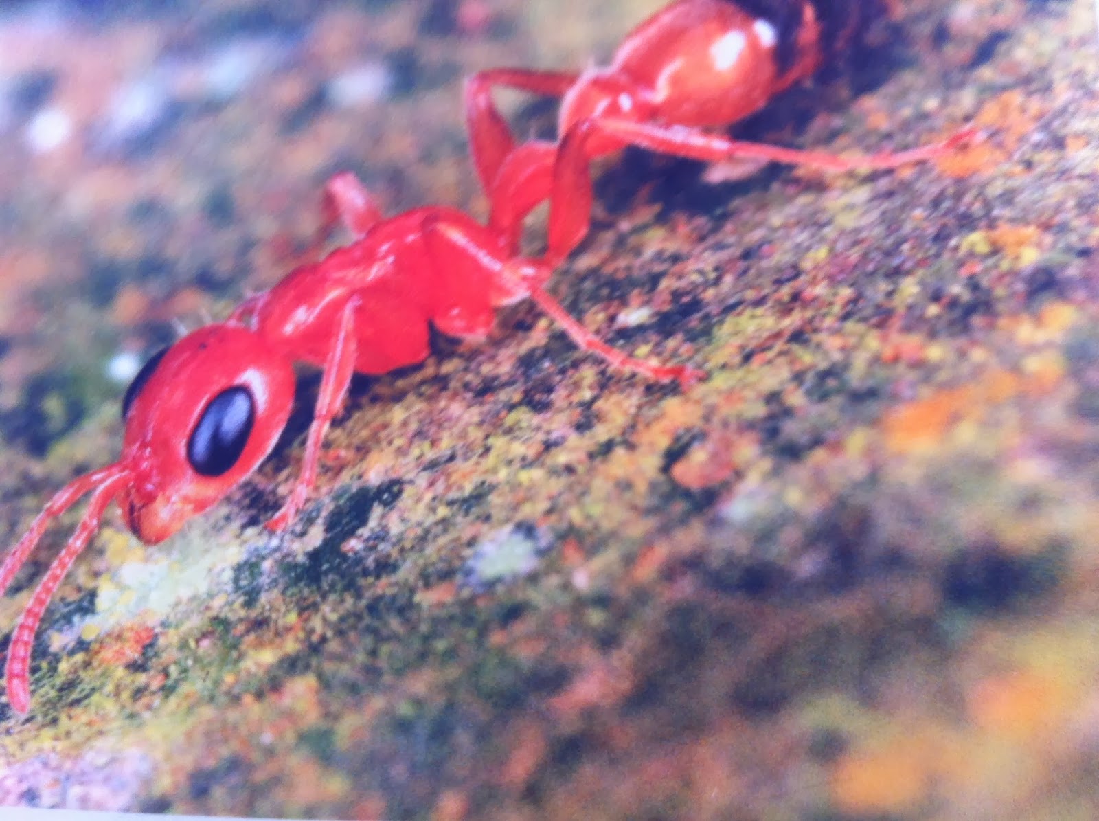 Les critiques de Joseph: 1000 milliards de fourmis au Palais de la ...